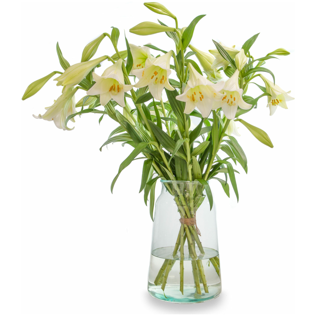 Witte Lelies (10 stelen) - De Gier Bloemen