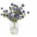 Distel takken kopen? Super distel takken om te drogen #1