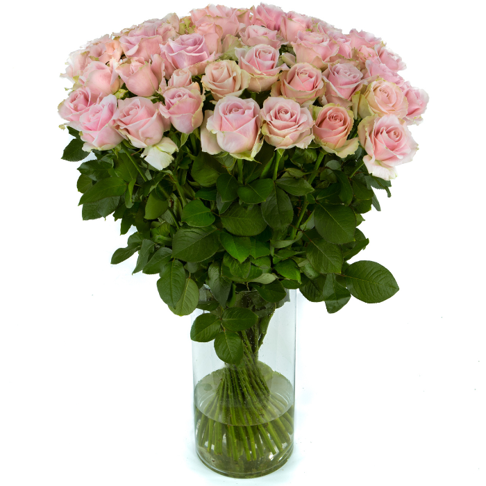 50 roze rozen bestellen? De mooiste roze rozen online!